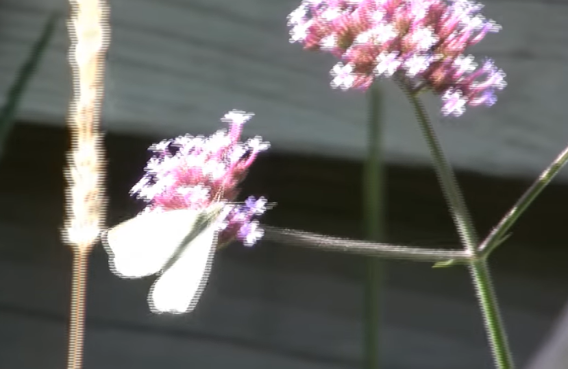 Wirecast: Deinterlace Video Source